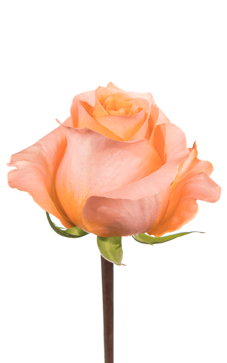 Coral Reef Coral Color Flower - Royal Flowers