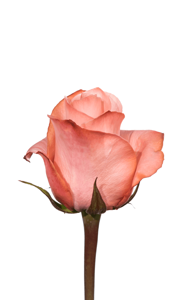 Be Sweet Pink Rose - Royal Flowers