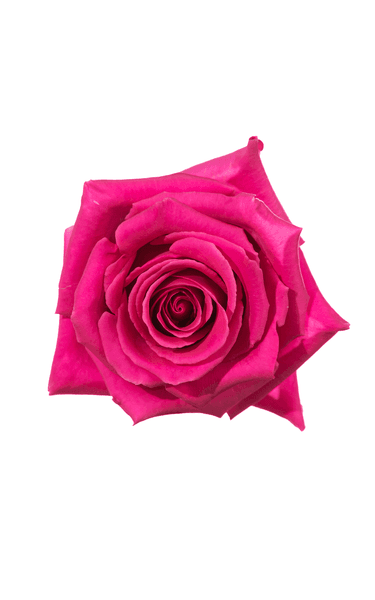 Pink Floyd Hot Pink Rose | Royal Flowers