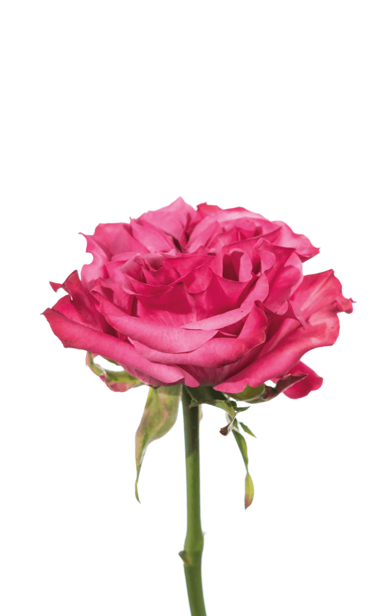 Country Blues Pink Rose - Royal Flowers