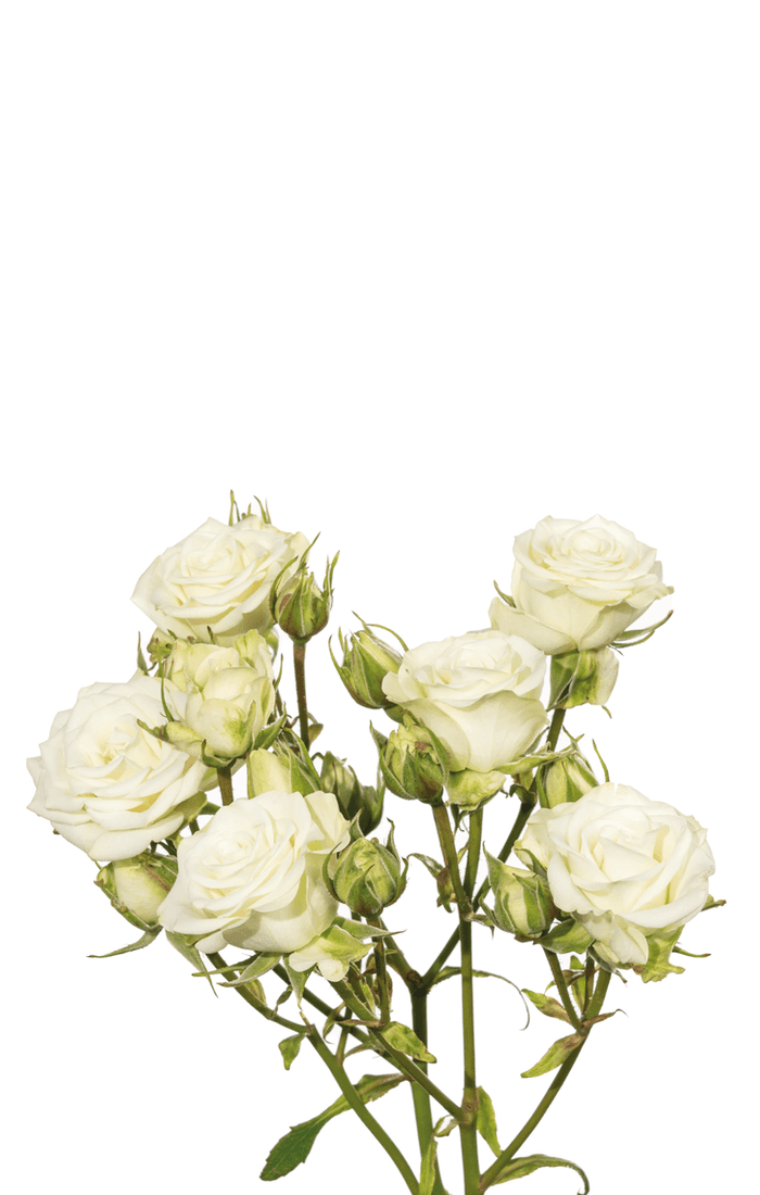 Spray Roses Archives | Royal Flowers
