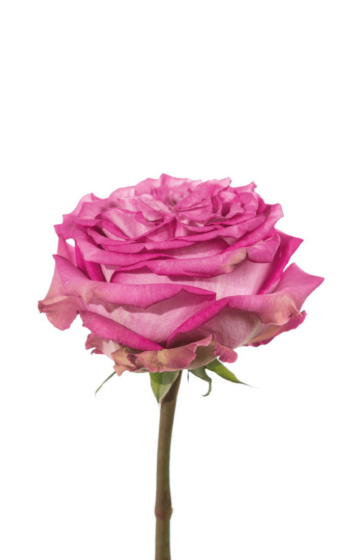 Roses | Royal Flowers