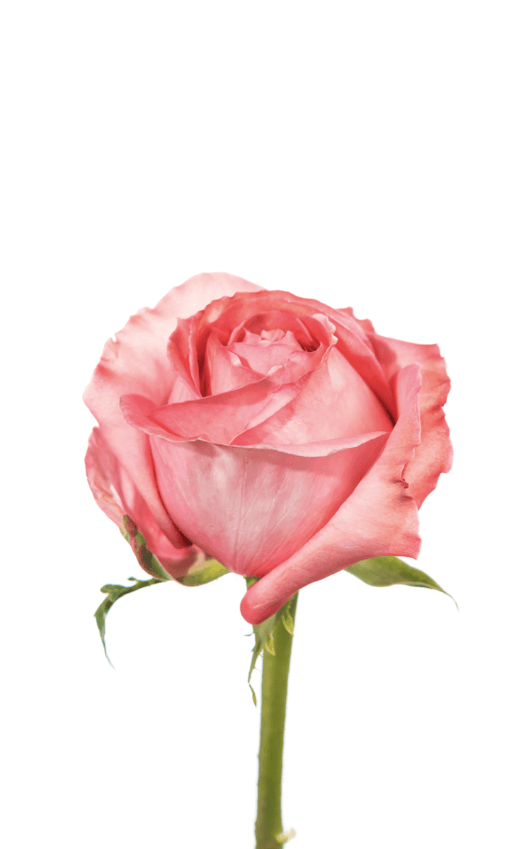 Pink X-Pression Pink Rose - Royal Flowers