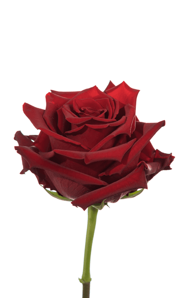 Explorer Red Rose – Wholesale Roses | Royal Flowers
