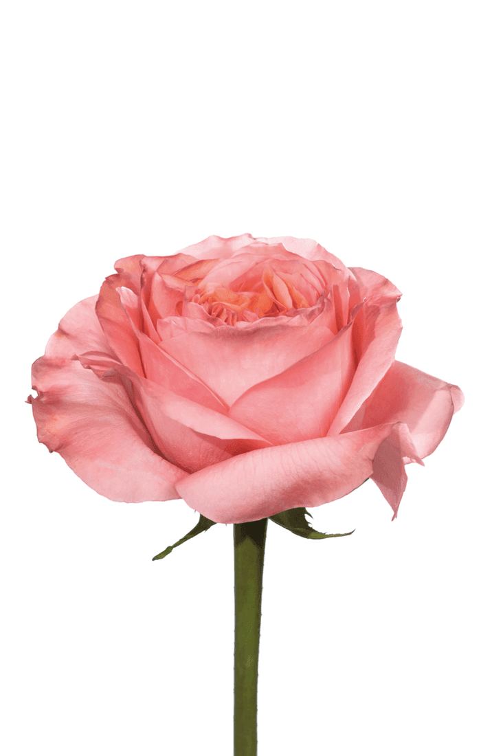 Pink Roses | Royal Flowers