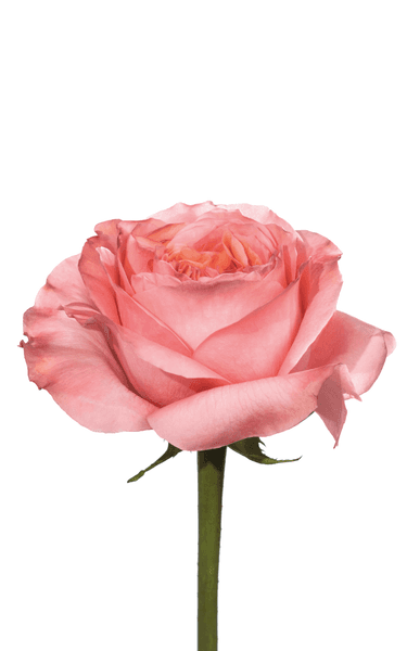 Candy X-Pression Pink Rose – Wholesale Roses | Royal Flowers