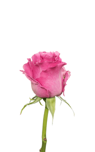 Breathless Pink Rose - Royal Flowers