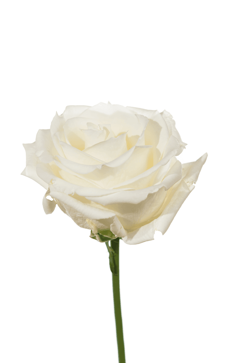 Tibet White Rose – Wholesale Roses | Royal Flowers