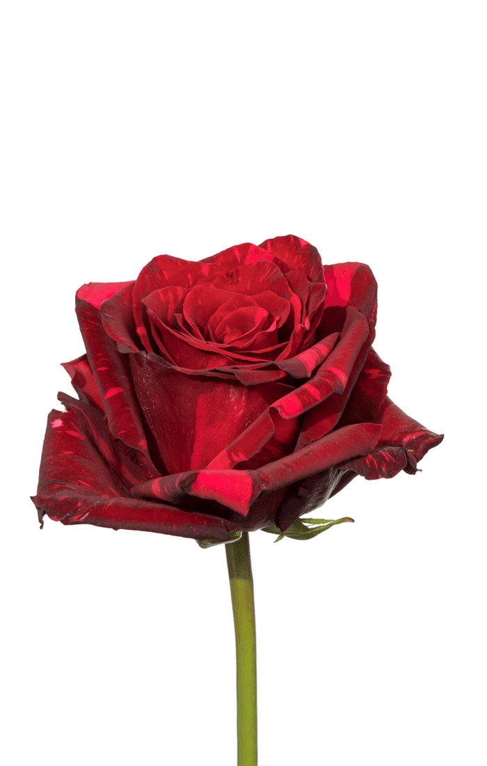 Royal Flowers | Ecuadorian Wholesale Roses