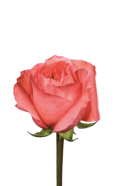 Candy X-Pression Pink Rose | Royal Flowers