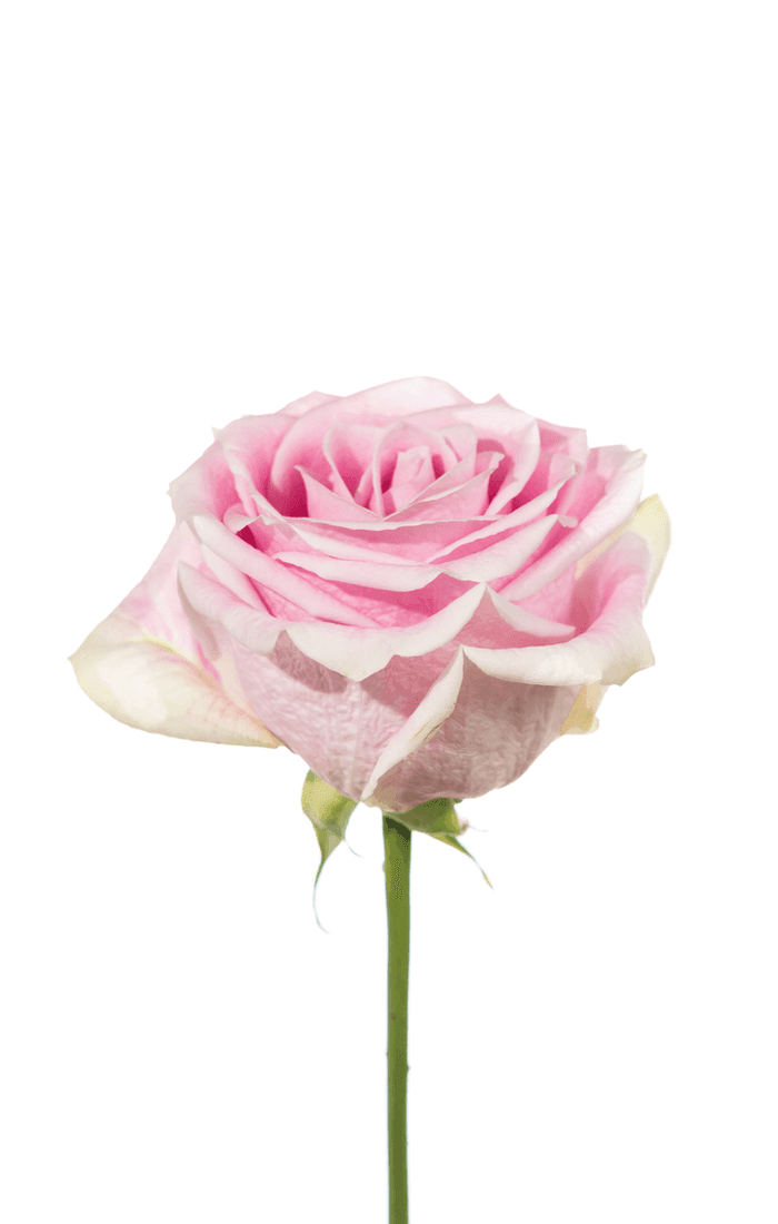 Roses | Royal Flowers