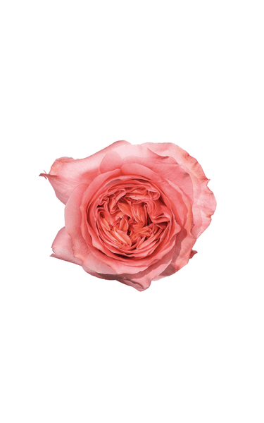 Candy X-Pression Pink Rose | Royal Flowers