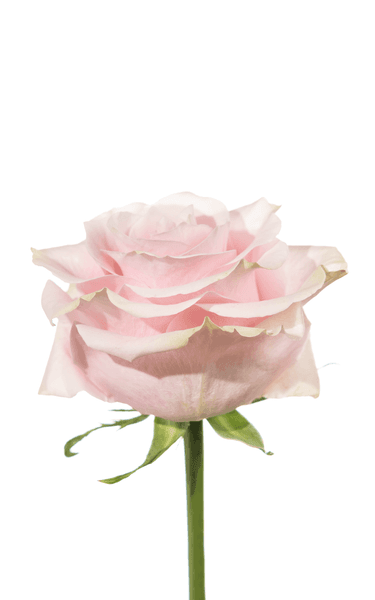 Pink Mondial Rose | Royal Flowers