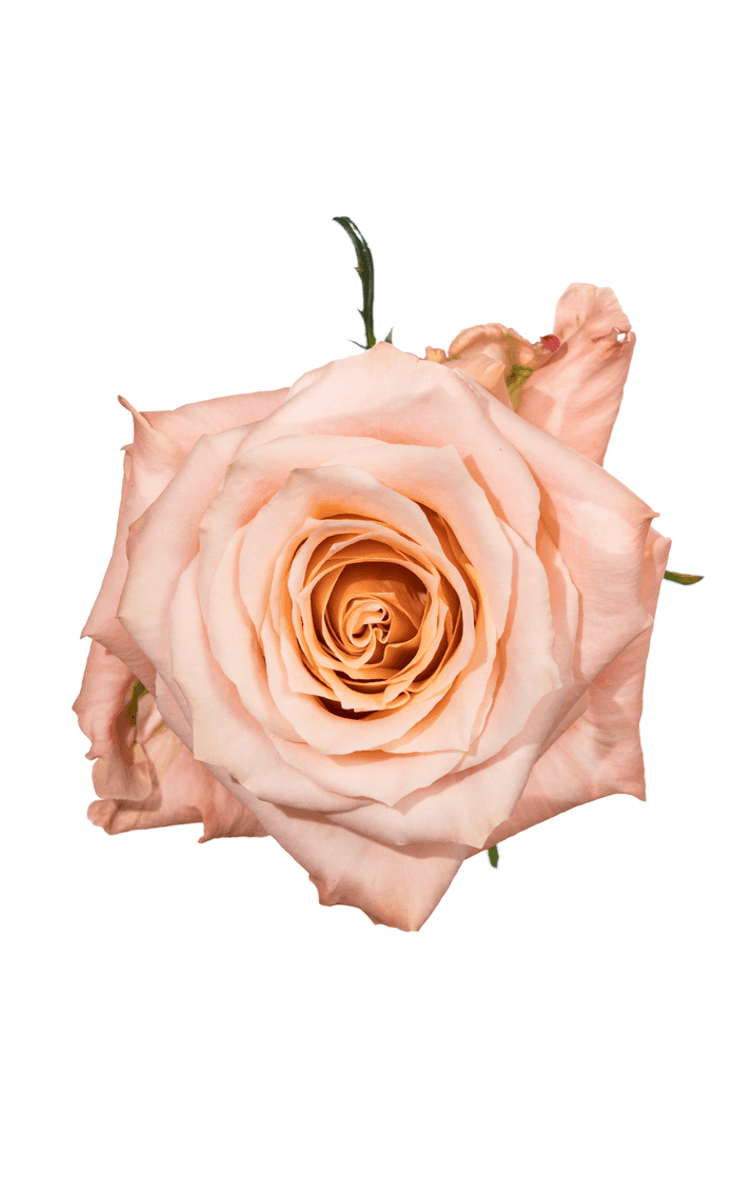 Shimmer Peach Color Rose - Royal Flowers