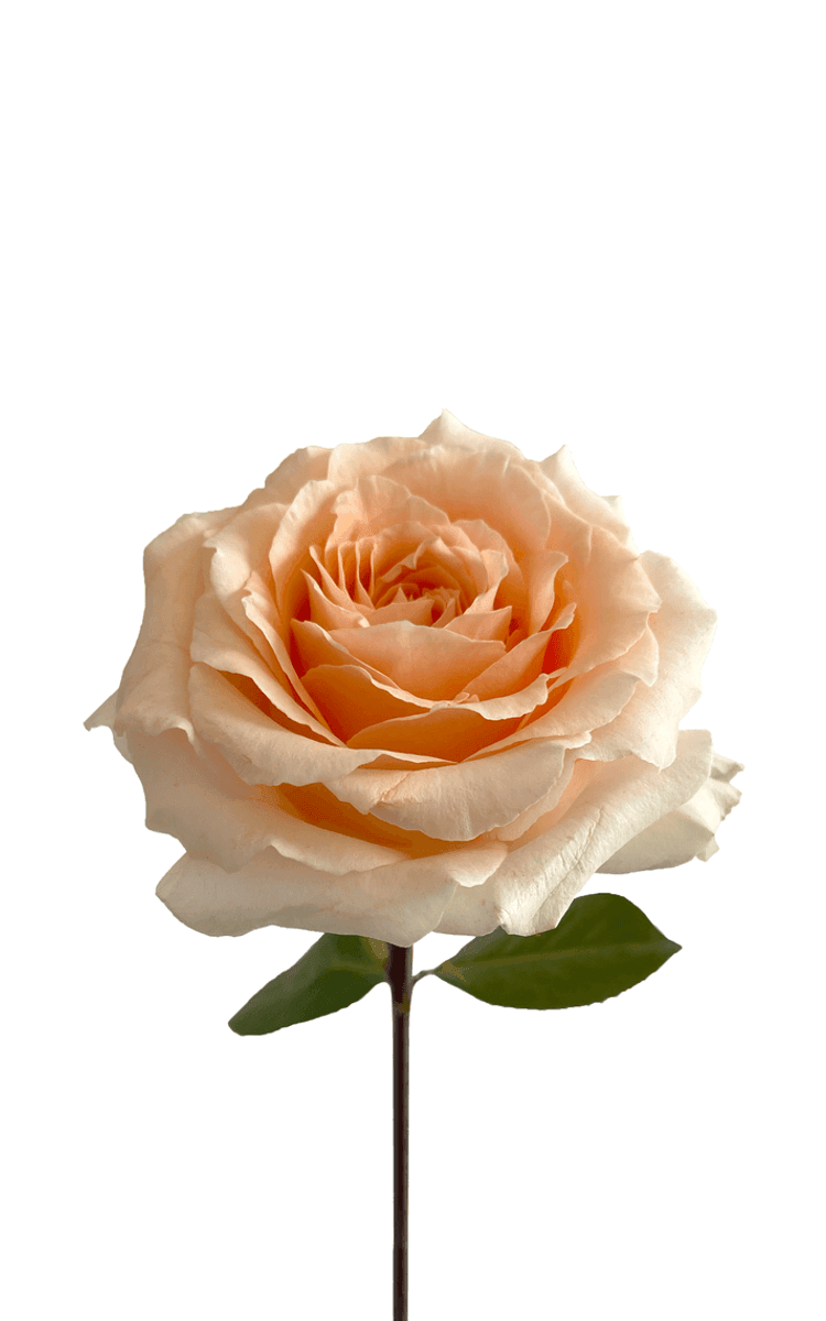 Felicity | Royal Flowers