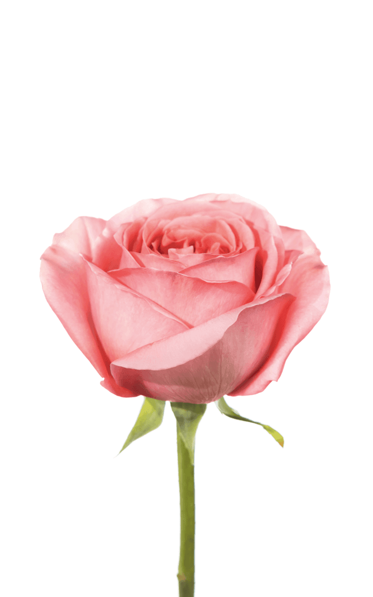 Pink X-Pression Pink Rose - Royal Flowers