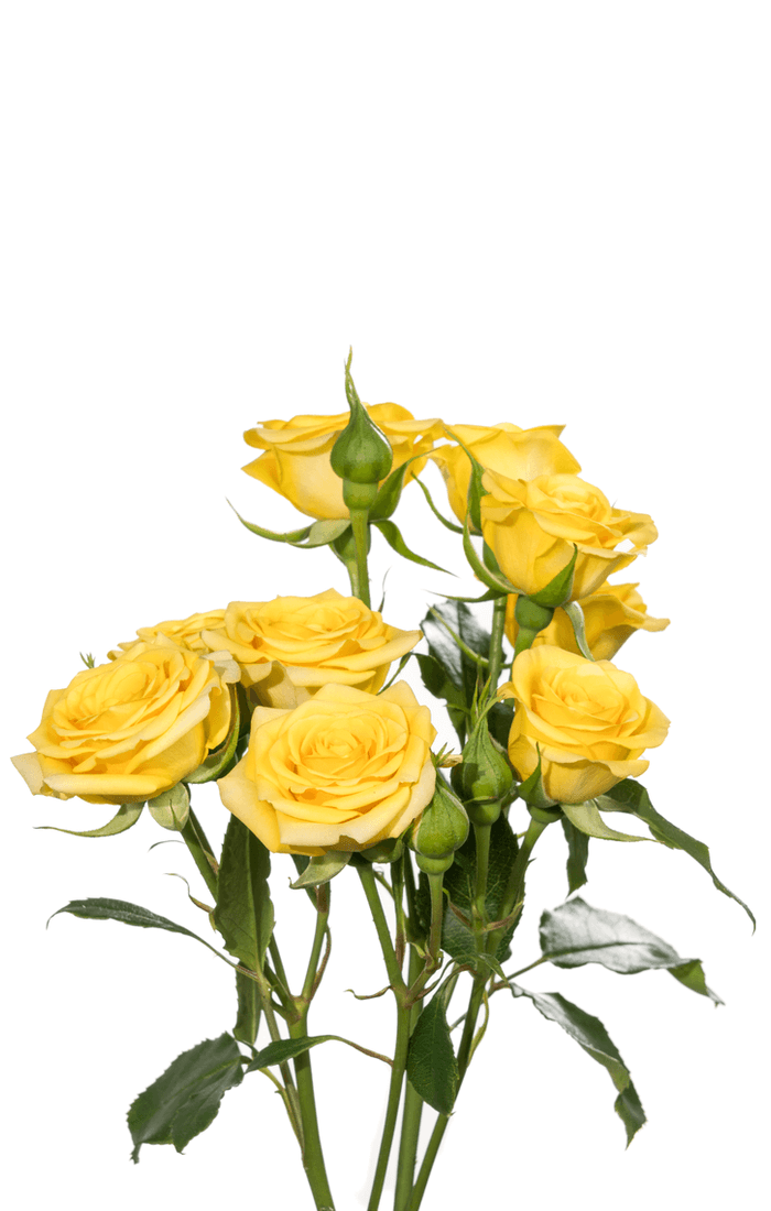 Spray Roses Archives | Royal Flowers