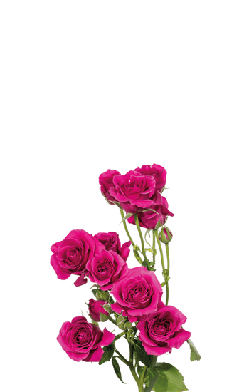 Hot Pink Spray Roses | Royal Flowers
