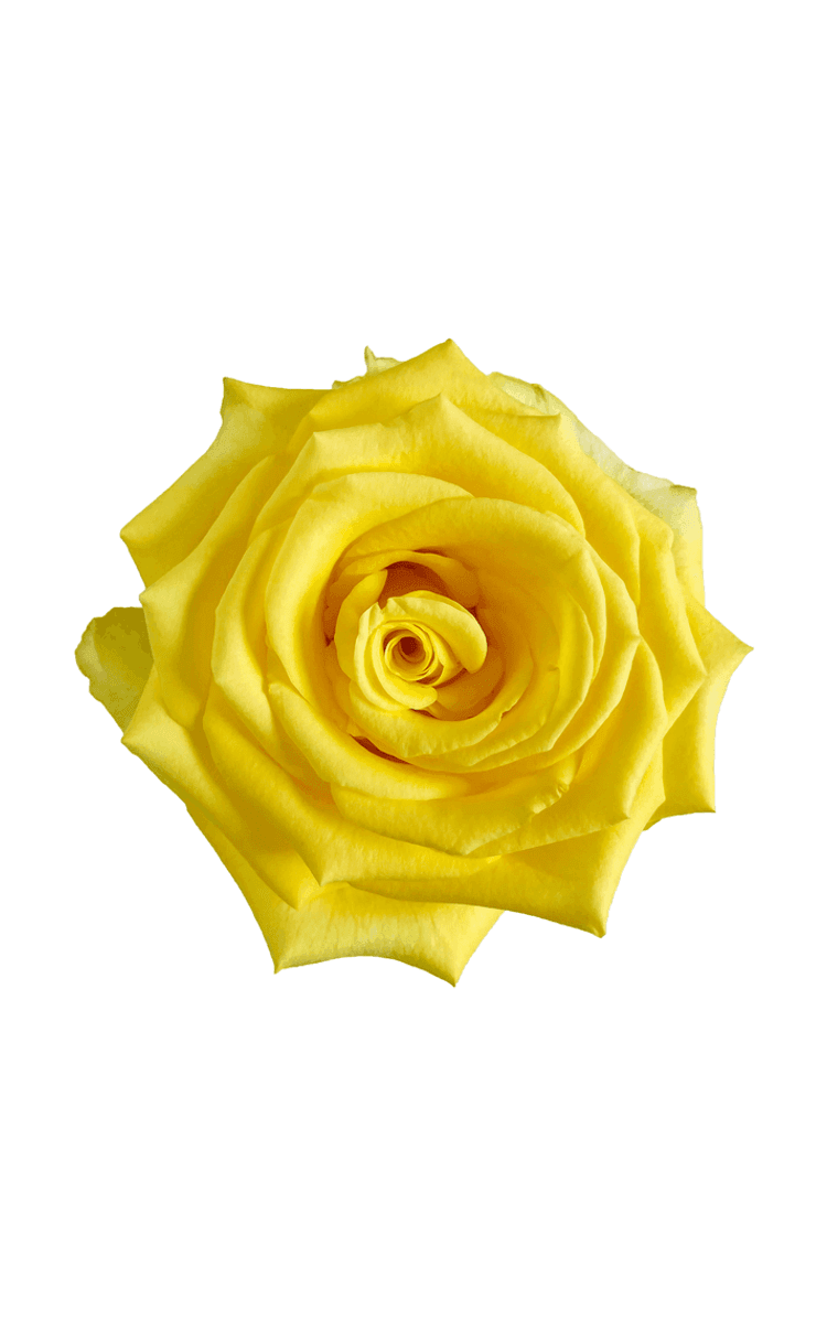 Cancun Yellow Rose – Wholesale Roses | Royal Flowers