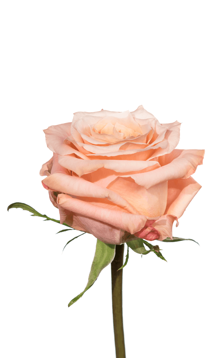 Shimmer Peach Color Rose | Royal Flowers