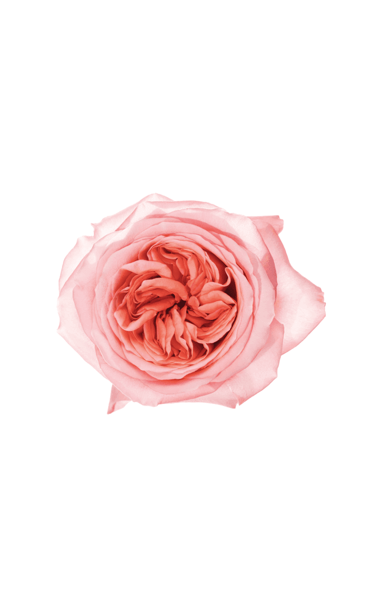 Pink X-Pression Pink Rose - Royal Flowers