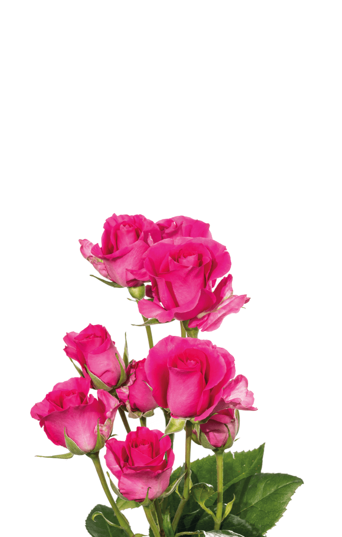 Spray Roses Archives | Royal Flowers