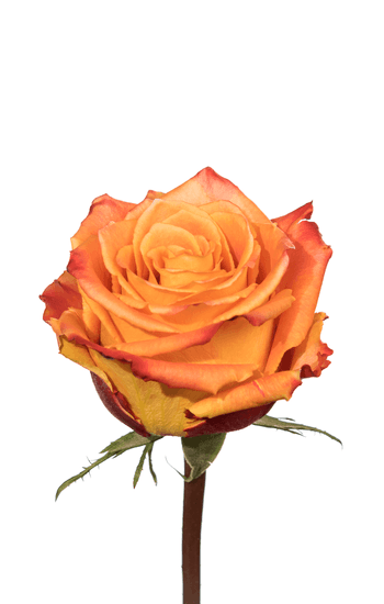 Roses | Royal Flowers