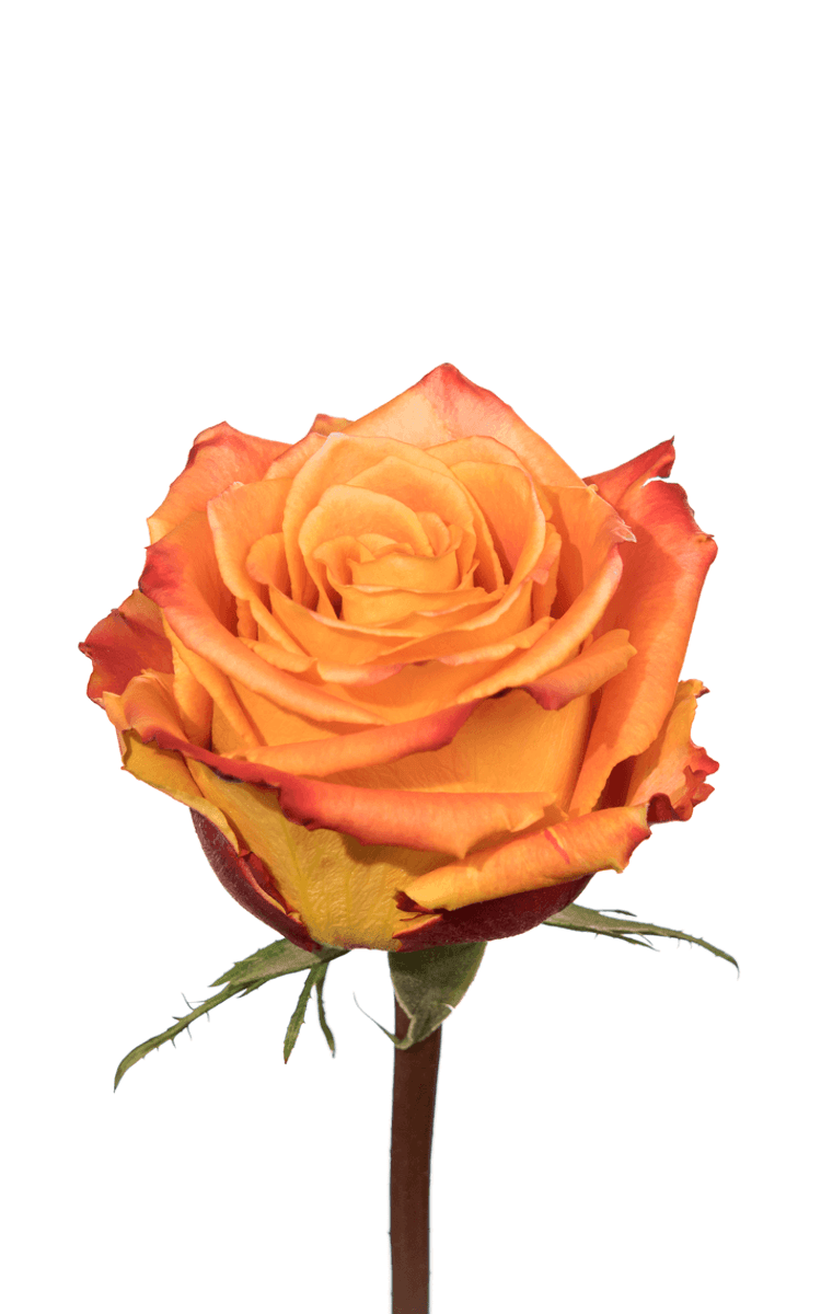 Silantoi Bicolor Novelty Rose – Wholesale Roses | Royal Flowers