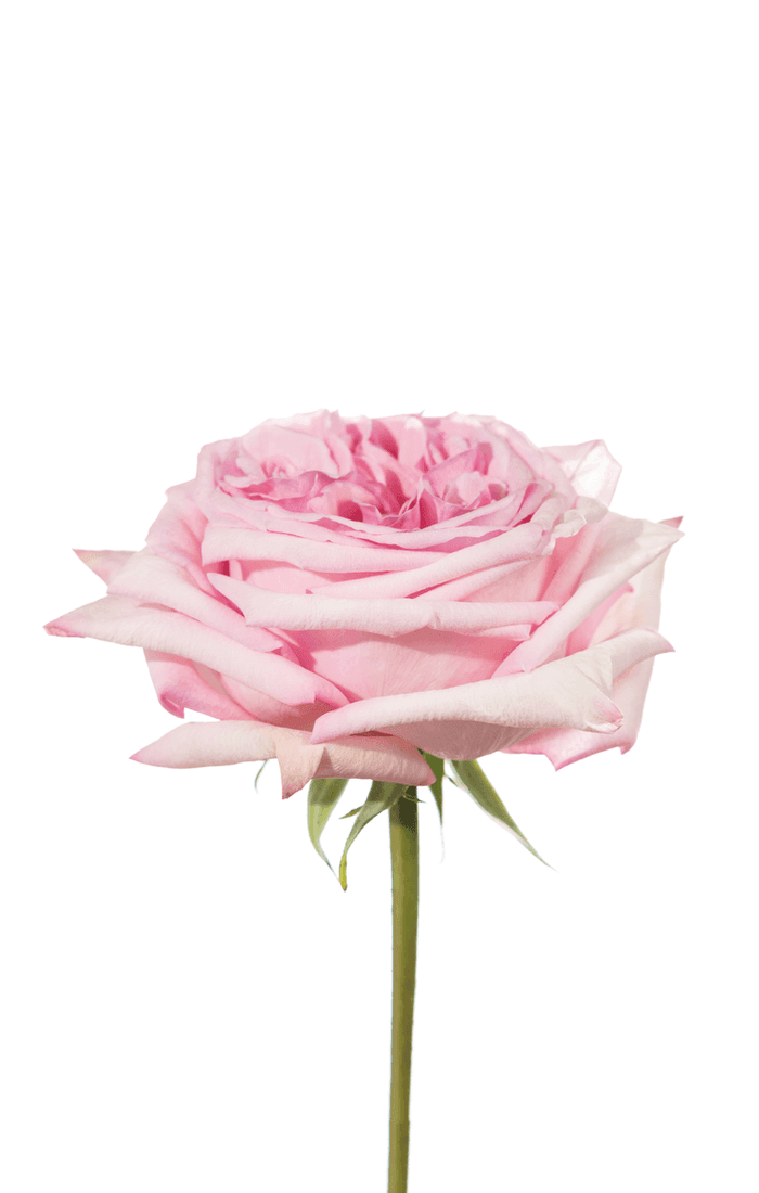 Roses | Royal Flowers