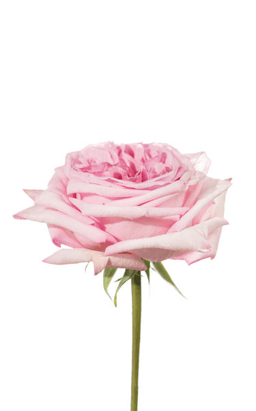 Pink O´hara Pink Rose | Royal Flowers