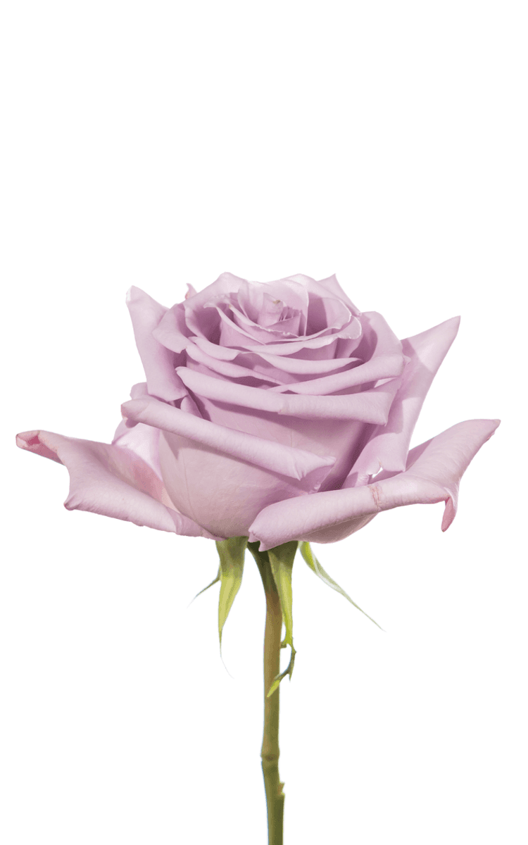 Ocean Song Lavender Rose | Royal Flowers