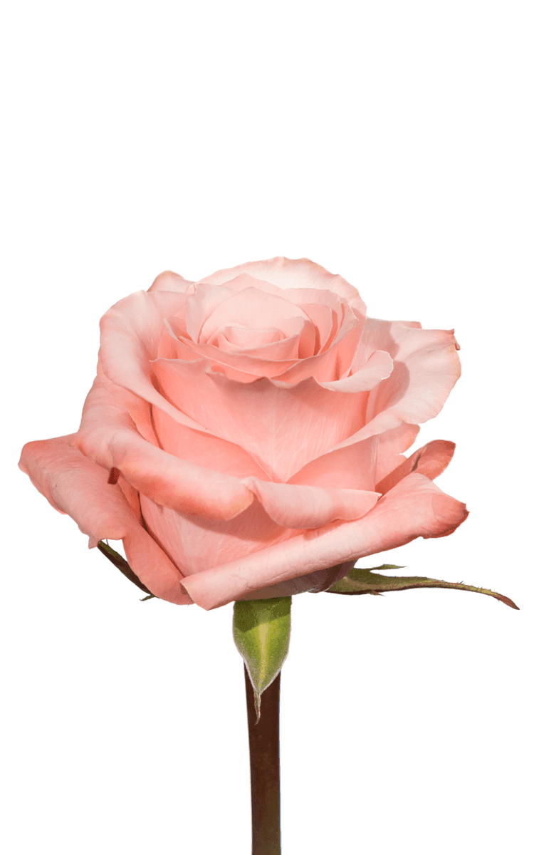 Be Sweet Pink Rose | Royal Flowers