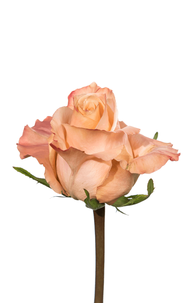 Shimmer Peach Color Rose - Royal Flowers
