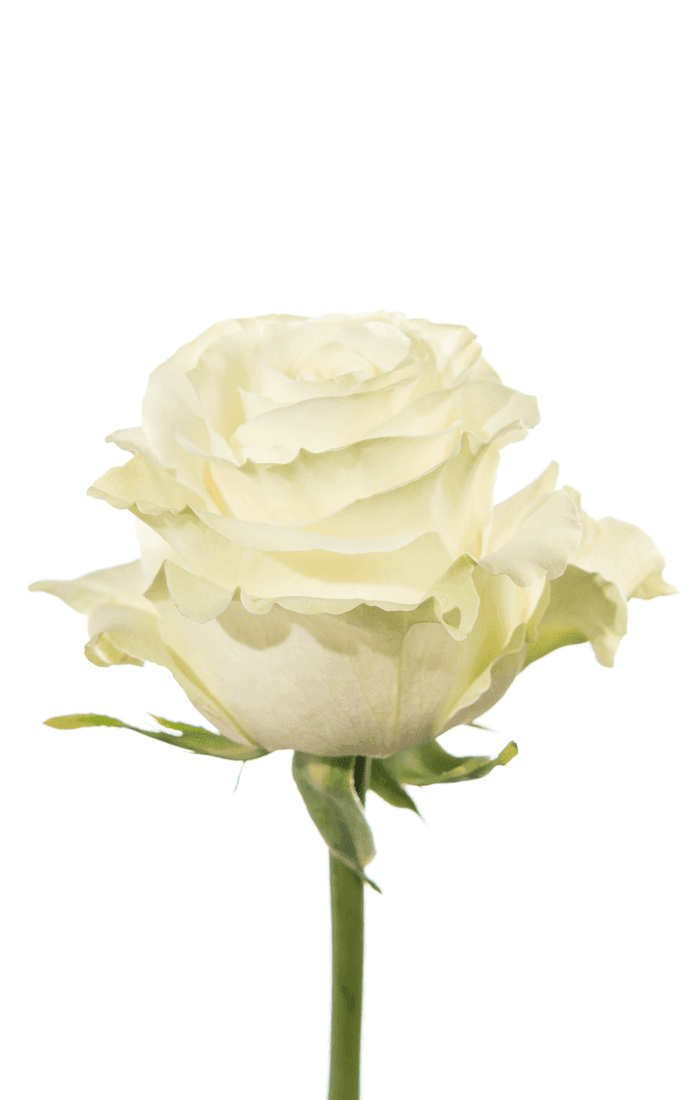 White Archives | Royal Flowers