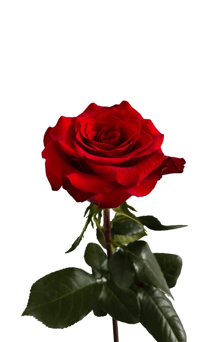 Mamma Mia Red Rose – Wholesale Roses | Royal Flowers
