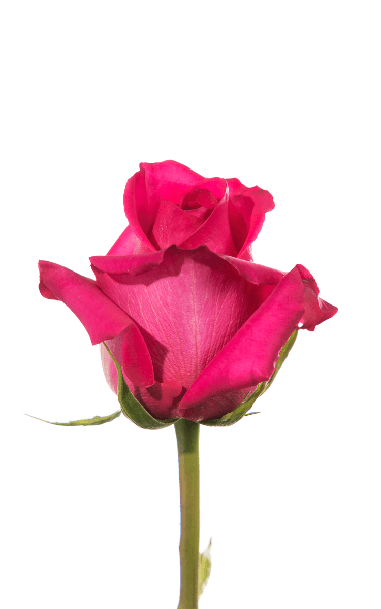 Pink Floyd Hot Pink Rose | Royal Flowers