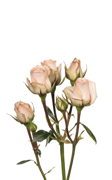 Star Blush Pink Spray Roses | Royal Flowers