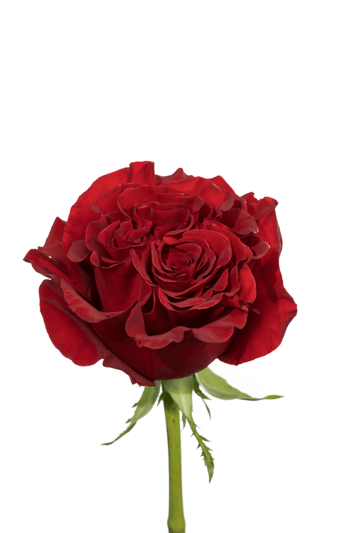 Royal Flowers | Ecuadorian Wholesale Roses