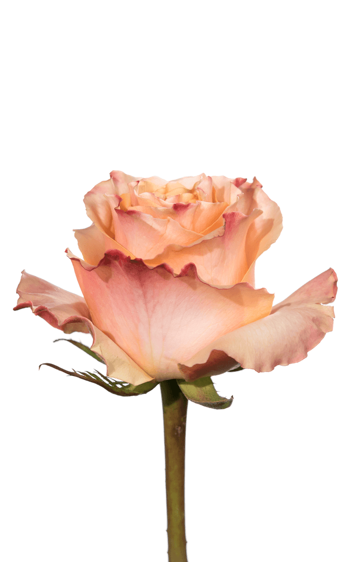 Peach Roses | Royal Flowers