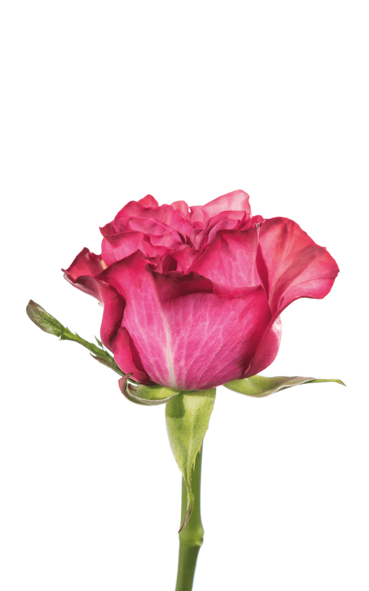 Country Blues Hot Pink Rose | Royal Flowers