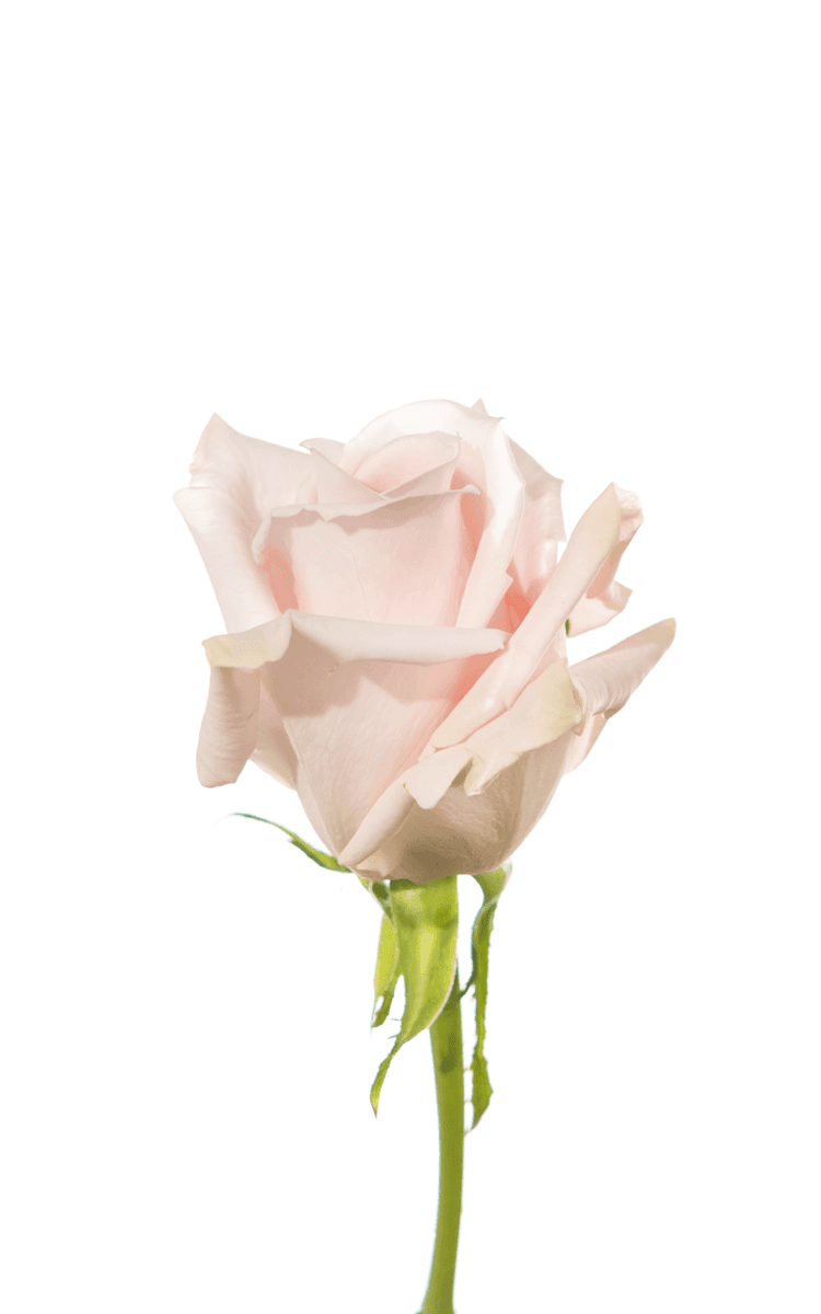 Sweet Escimo Pink Rose - Royal Flowers