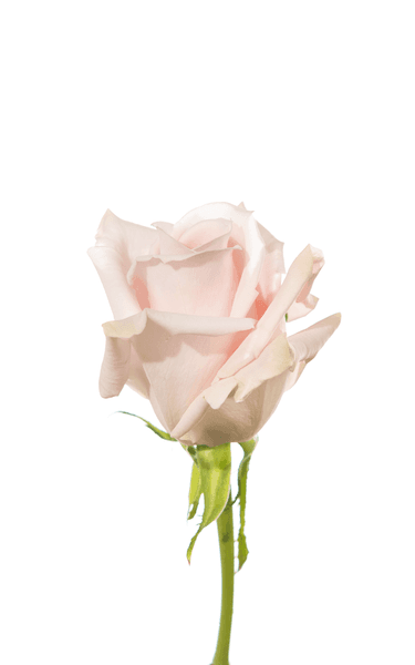 Sweet Escimo Pink Rose - Royal Flowers