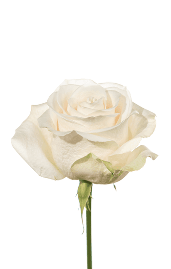 Roses | Royal Flowers