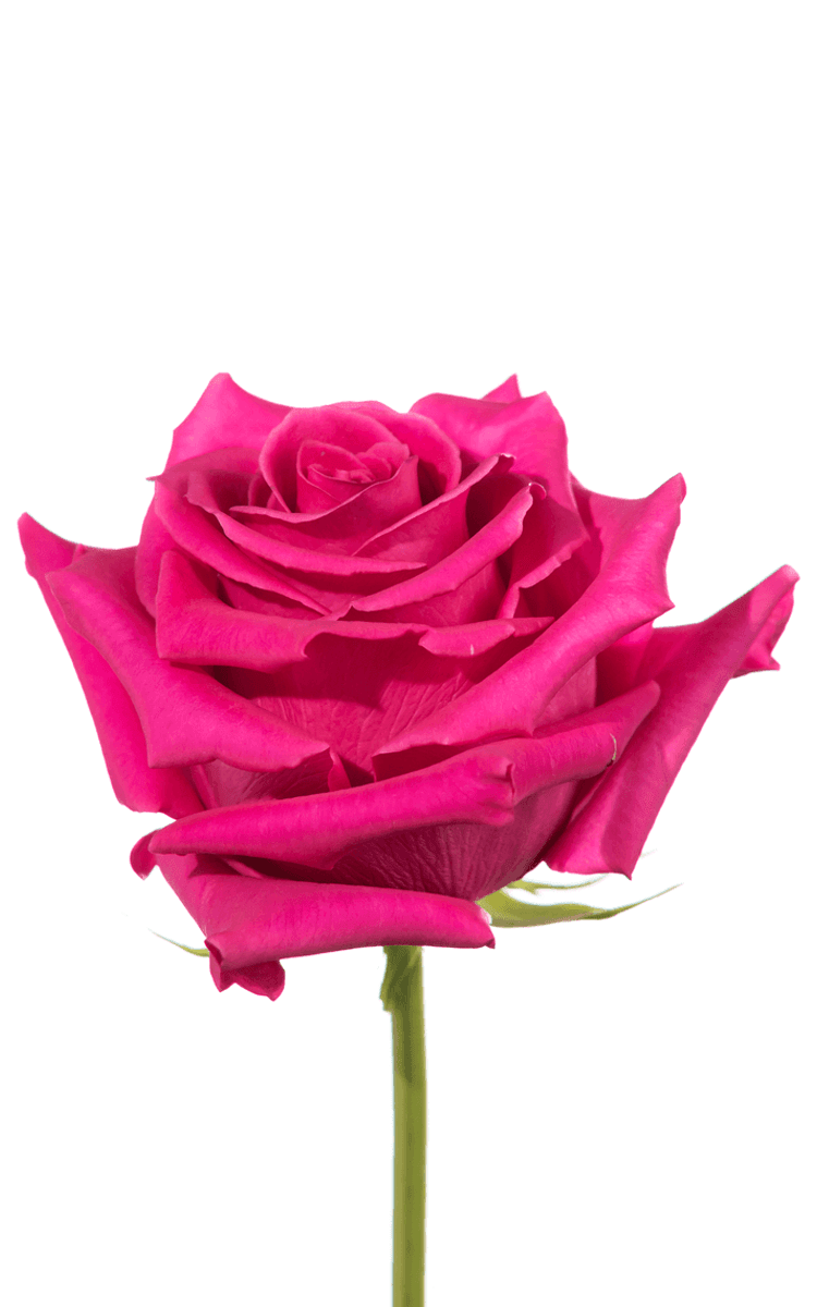 Pink Floyd Hot Pink Rose | Royal Flowers