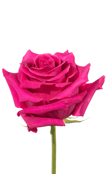 Pink Floyd Hot Pink Rose | Royal Flowers