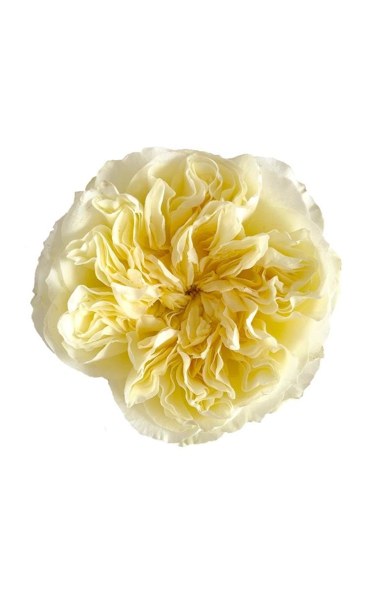 Antonia Gardens Cream Rose – Wholesale Roses | Royal Flowers