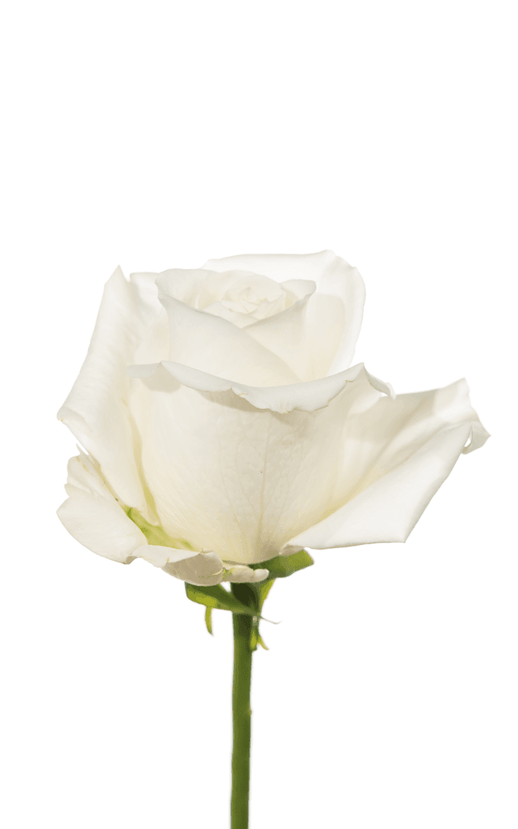 Tibet White Rose - Royal Flowers