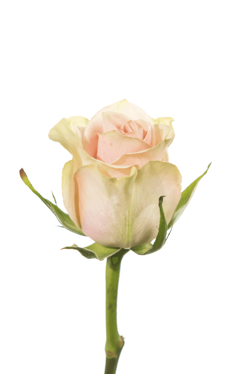 Frutteto Pink Rose | Royal Flowers