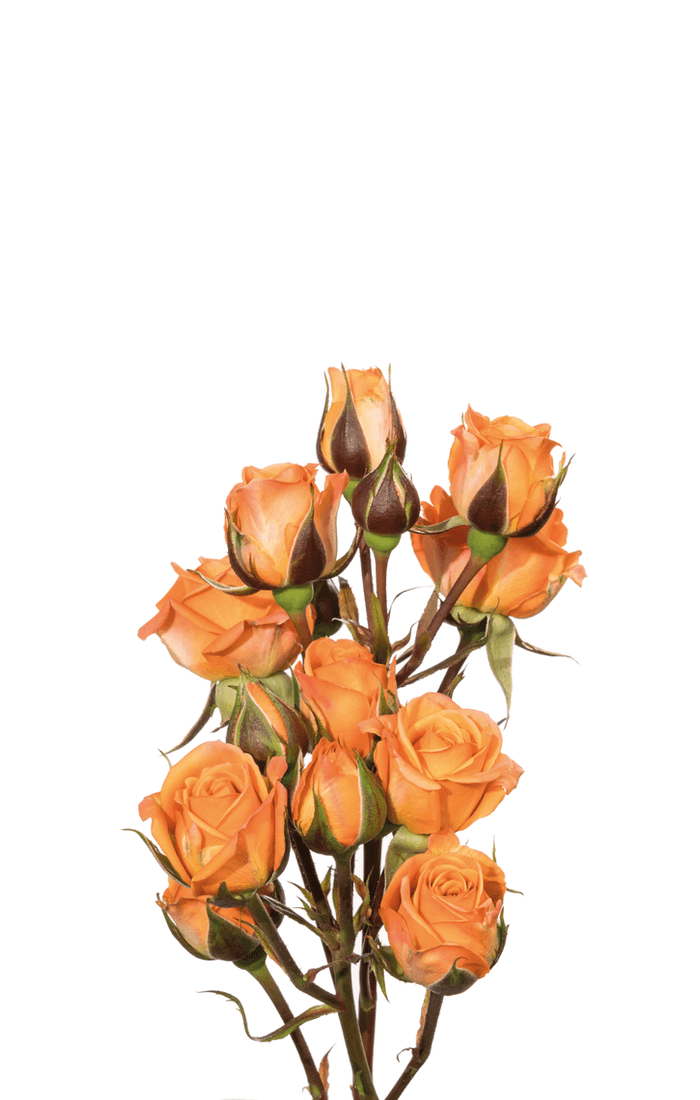 Spray Roses Archives | Royal Flowers