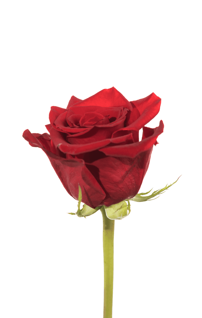 Royal Flowers | Ecuadorian Wholesale Roses